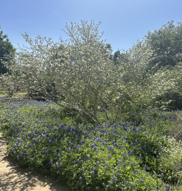 Watering Trees and Shrubs - Hill Country Water Gardens & Nursery