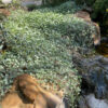 Silver Pony Foot - Hill Country Water Gardens & Nursery