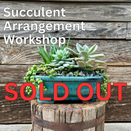 Succulent Arrangement Workshop - Hill Country Water Gardens & Nursery